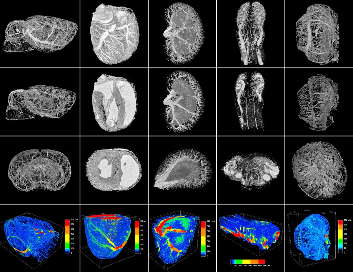 Helmholtz Imaging CONNECT - Neuroimaging